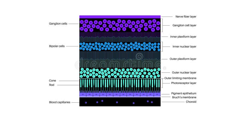 Retina structure poster stock illustration. Illustration of sight ...