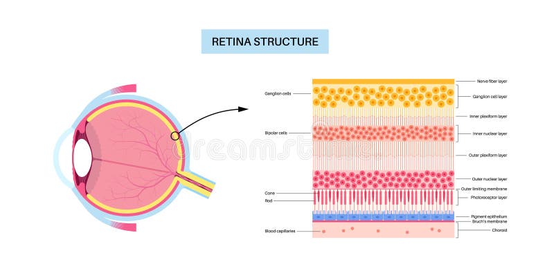 Retina structure poster stock illustration. Illustration of layer ...
