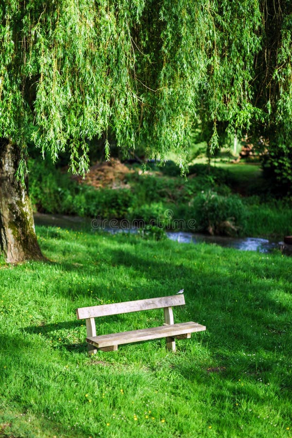 Retired Calm Place Over the Willow Stock Photo - Image of growth, plant ...