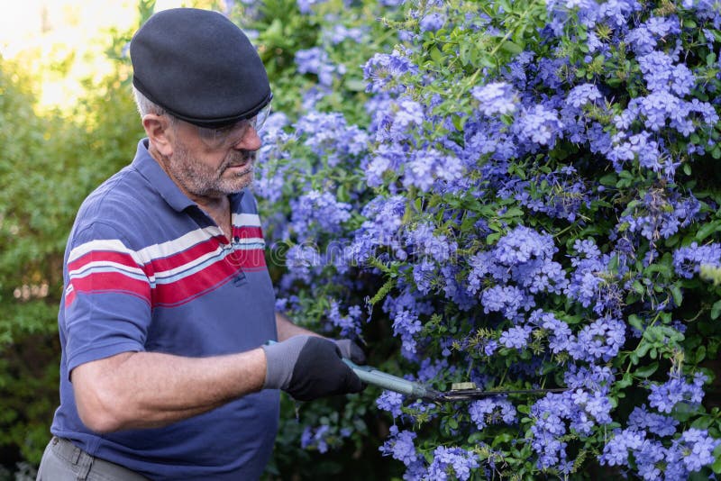 Retired Man Concentrated Doing Maintenance in His Garden Stock Photo ...