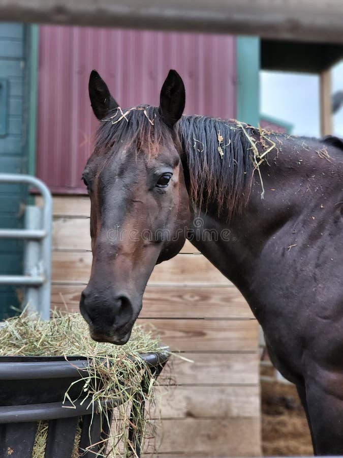 Retired Rodeo Horse Gelding. Stock Photo - Image of quarterhorse ...