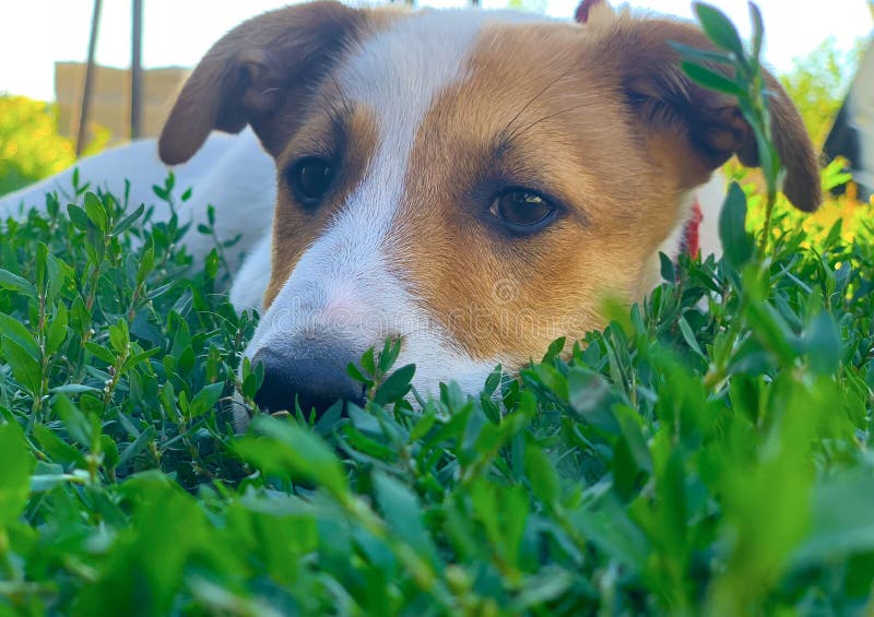 Perro cachorro cansado foto de archivo. Imagen de perrito - 158101418