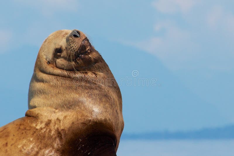 Retrato 1 del león de mar foto de archivo. Imagen de hocico - 27716186