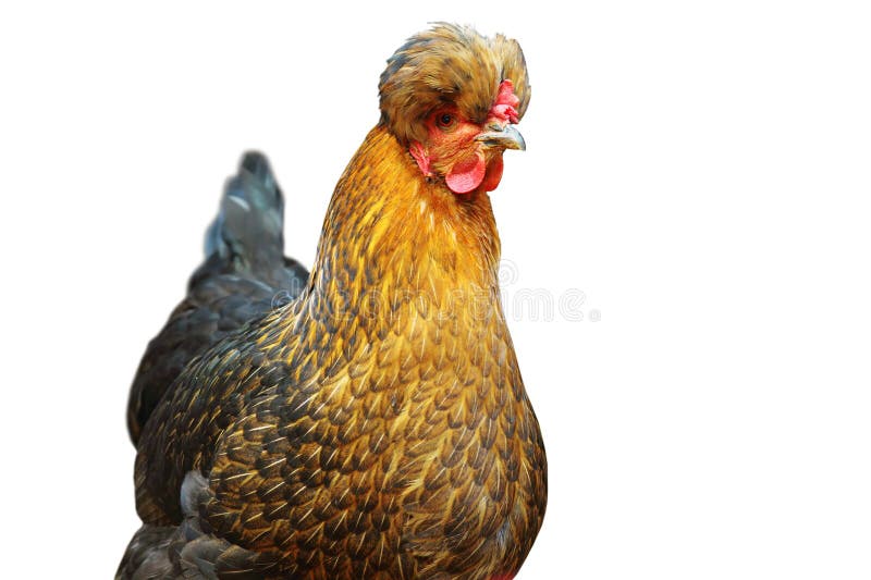 Retrato Aislado De La Gallina Copetuda Imagen de archivo - Imagen de ...