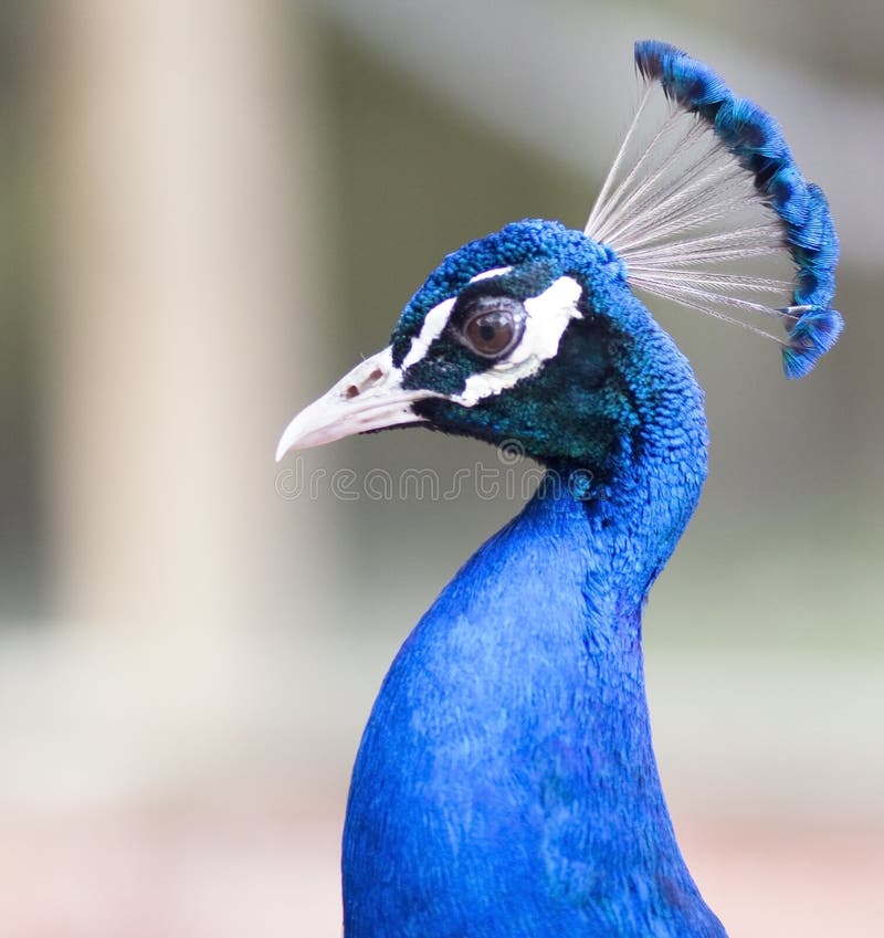 Retrato Azul Real Del Pavo Real Foto de archivo - Imagen de real ...