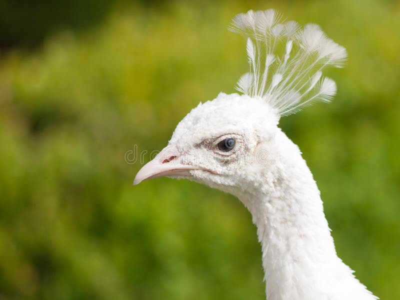 Retrato Blanco Del Pavo Real Foto de archivo - Imagen de avena ...