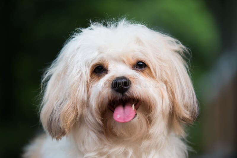Retrato Blanco Del Perro Del Charco Foto de archivo - Imagen de ...