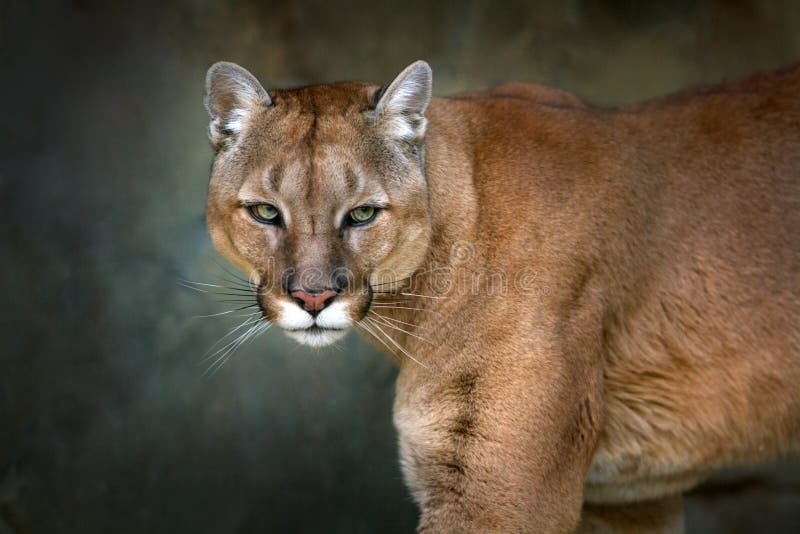 Retrato Do Puma Com Olhos Bonitos Foto de Stock - Imagem de fauna ...
