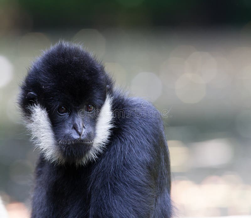 Macaco Branco-Cheeked Do Gibbon Imagem de Stock - Imagem de outdoor ...