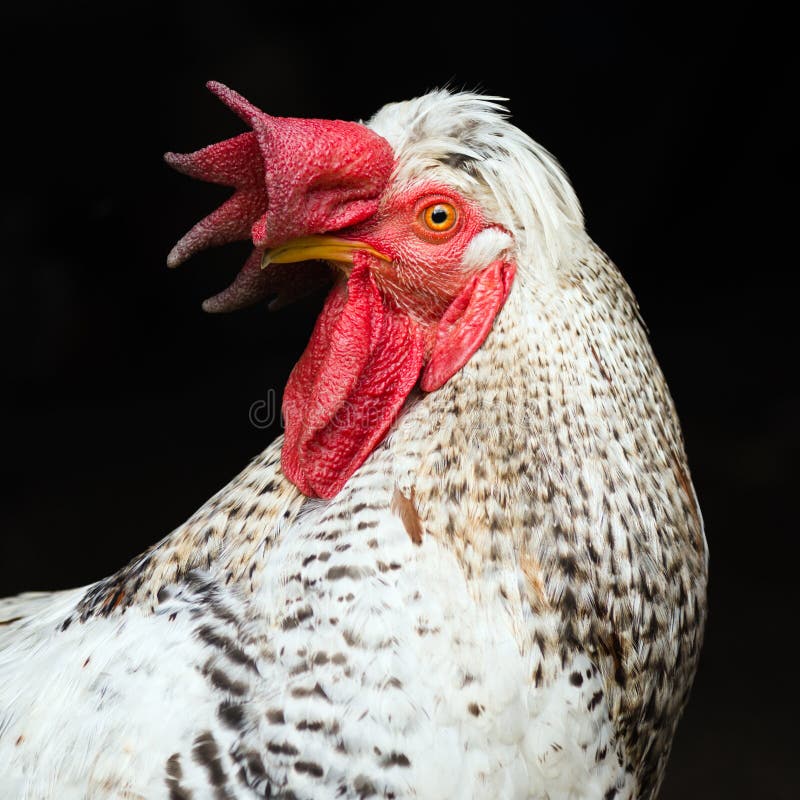 Retrato Branco Do Animal Do Galo Foto de Stock - Imagem de preto ...