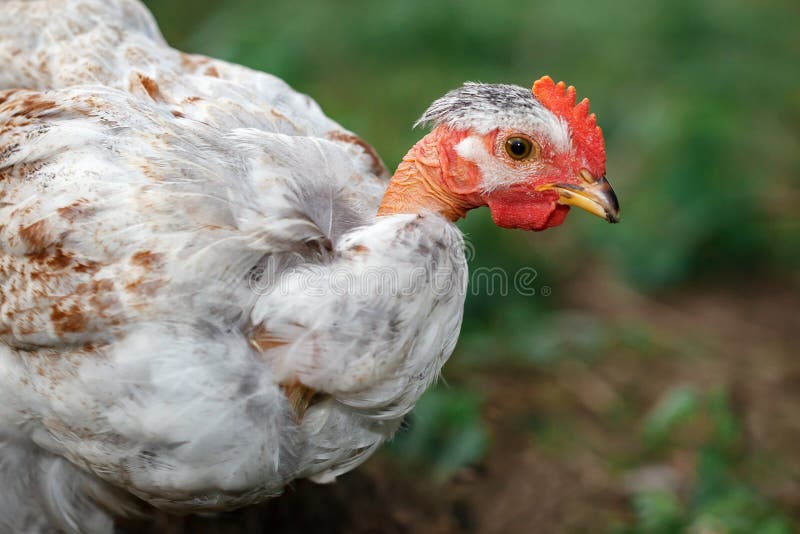 Retrato De La Gallina En El Fondo Verde Imagen de archivo - Imagen de ...