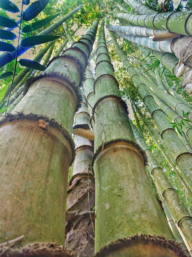 Bamboo Petung Bambu Pring Petung Imagen de archivo - Imagen de describa ...