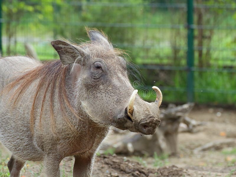 Facoquero Común Y Su Bebé En El Parque Nacional De Kruger, Suráfrica ...