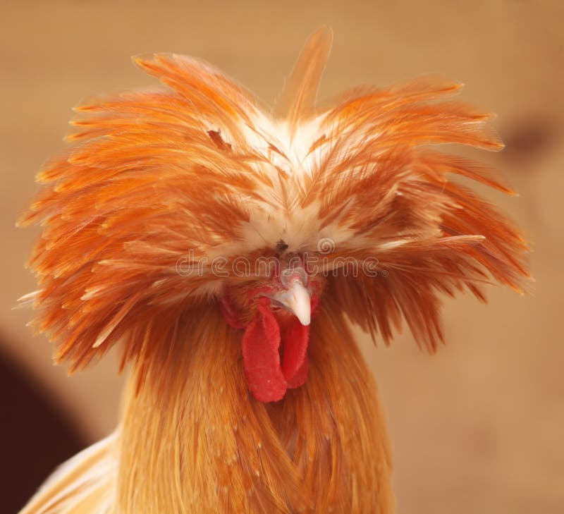 Gallina anaranjada foto de archivo. Imagen de plomo, enojado - 60532366