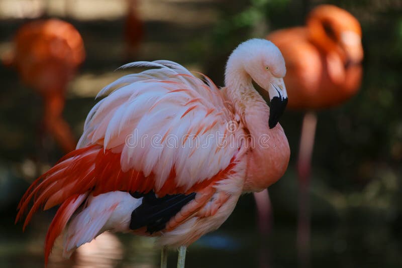 Retrato Cor-de-rosa Do Flamingo Foto de Stock - Imagem de miami, rosa ...
