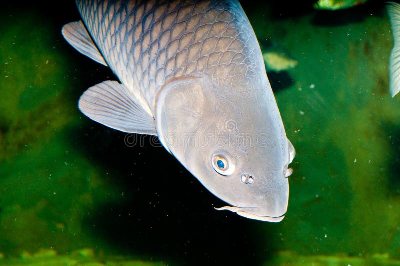 Carpa Comum Selvagem (Cyprinus Carpio) Foto de Stock - Imagem de nadada ...