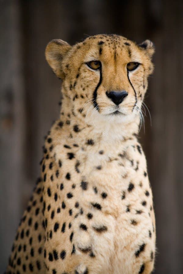 Retrato De Uma Chita Na Luz Dourada Da Tarde Imagem de Stock - Imagem ...
