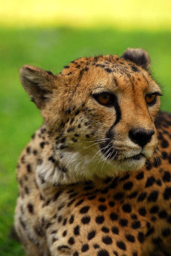 Retrato da chita foto de stock. Imagem de cenas, retrato - 7084362