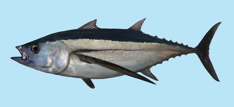 Peixes De Atum Do Bluefin Isolados No Fundo Branco Imagem de Stock ...