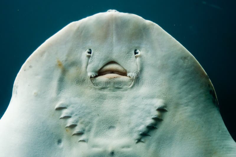 5,603 Fotos de Stock de Solha - Fotos de Stock Gratuitas e Sem ...