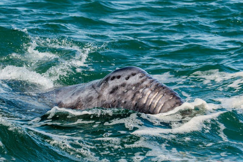 Baleia Cinzenta Fotos De Stock - Baixe 340 Fotos Royalty Free