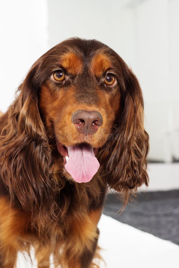 Retrato De Cocker Spaniel Viejo Con El Pelo Gris Imagen de archivo ...