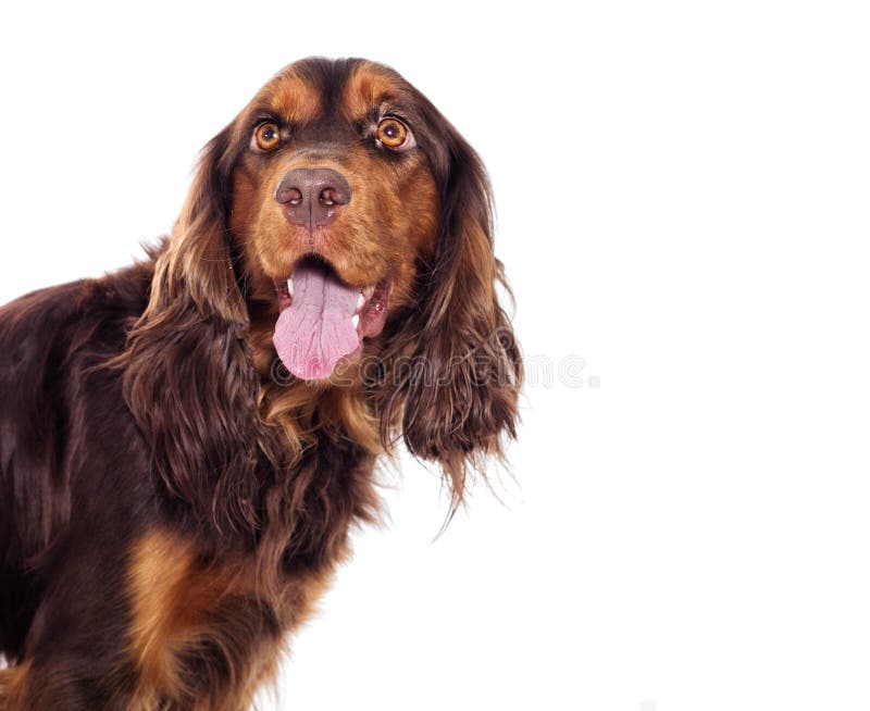 Retrato De Cocker Spaniel Viejo Con El Pelo Gris Imagen de archivo ...