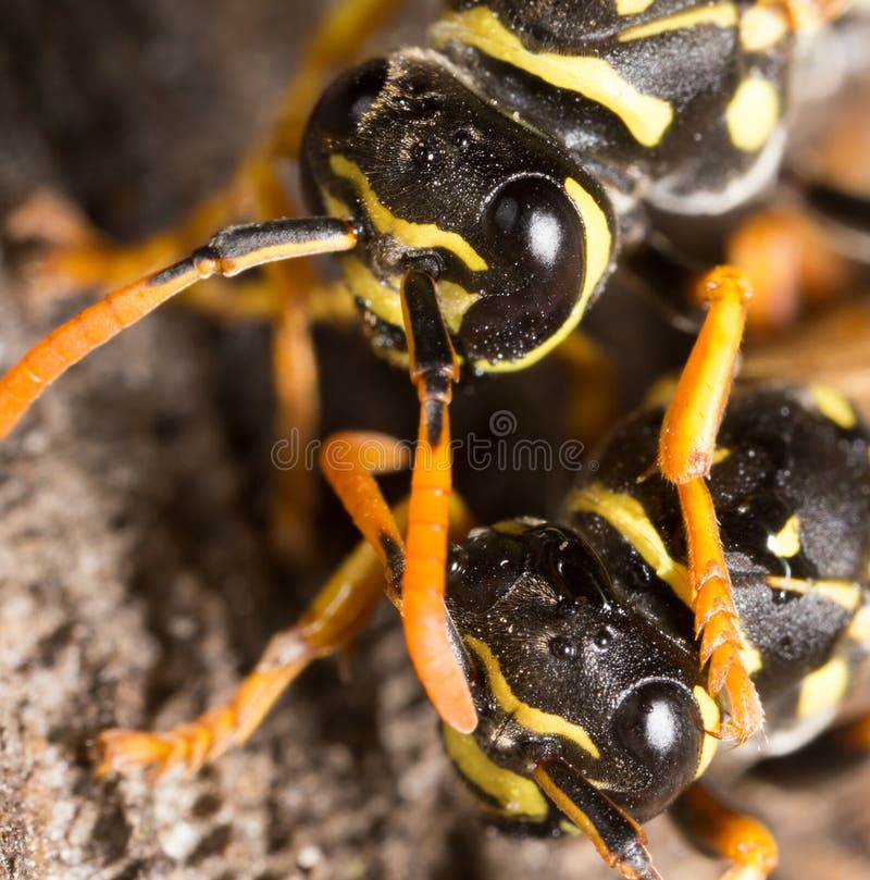 Retrato De Dos Avispas Grandes - Avispones Foto de archivo - Imagen de ...