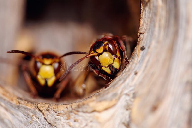 Retrato De Dos Avispas Grandes - Avispones Foto de archivo - Imagen de ...