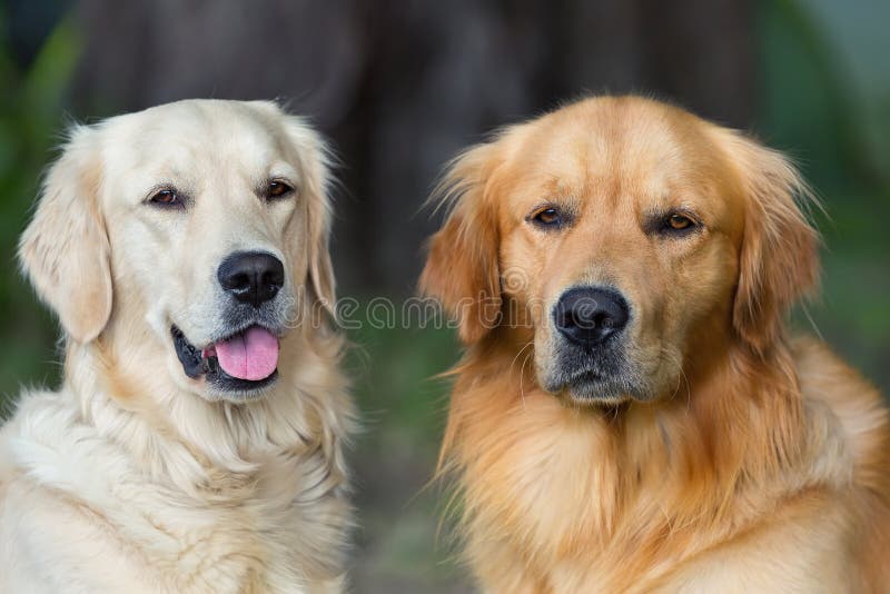 Retrato De Dos Perros Jovenes De La Belleza Foto de archivo - Imagen de ...