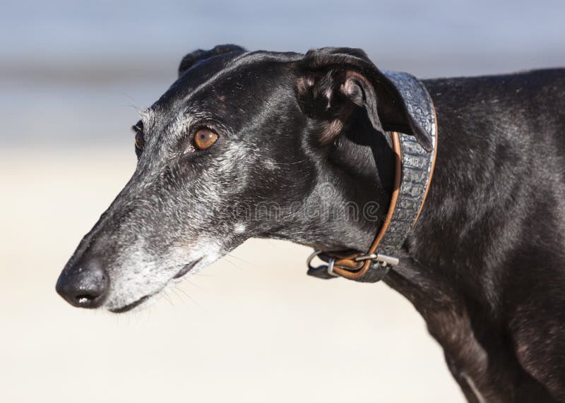 Retrato De Un Espanol Negro Del Galgo Imagen de archivo - Imagen de ...
