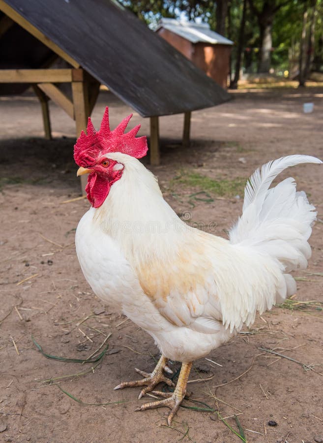 Retrato De Rooster Blanco Enojado En La Granja Foto de archivo - Imagen ...