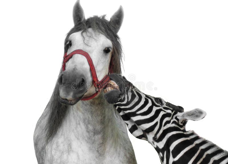 Cebra Que Juega Con El Caballo Blanco Retrato De Los Animales ...