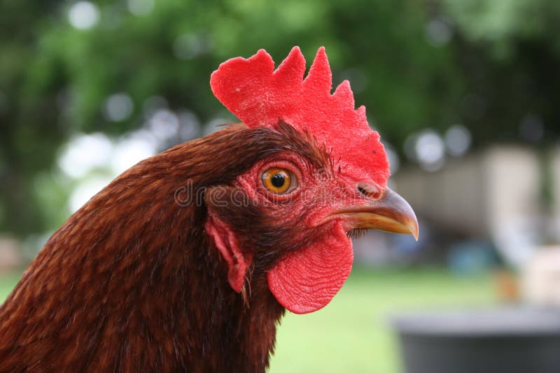 Retrato De La Gallina De Rhode Island Red Foto de archivo - Imagen de ...