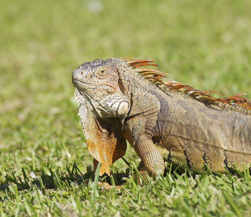 Retrato de la iguana imagen de archivo. Imagen de caliente - 17819837