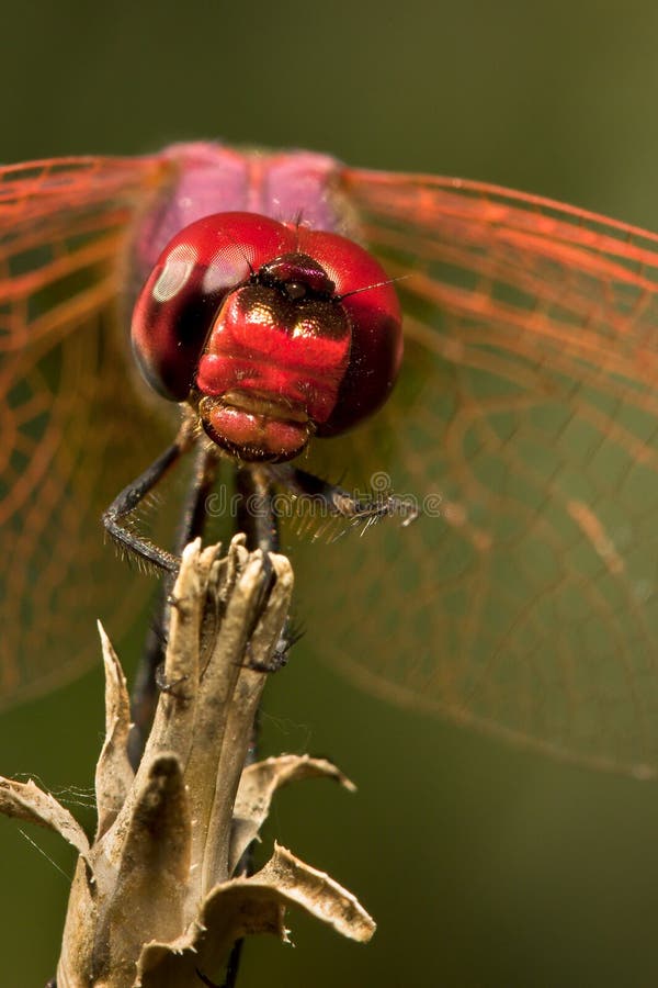 Retrato de la libélula imagen de archivo. Imagen de cara - 9629085