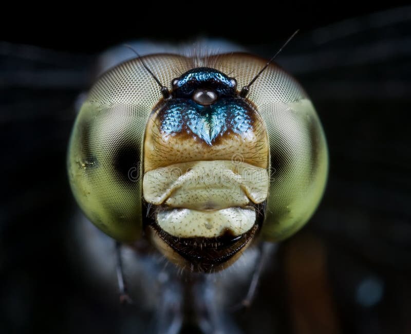Cara de la mosca imagen de archivo. Imagen de modelo, cierre - 7739103