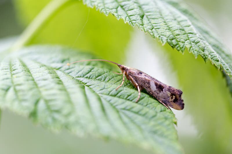 Insecto De Trichoptera De Caddisfly Sobre Flor Rosa Foto de archivo ...