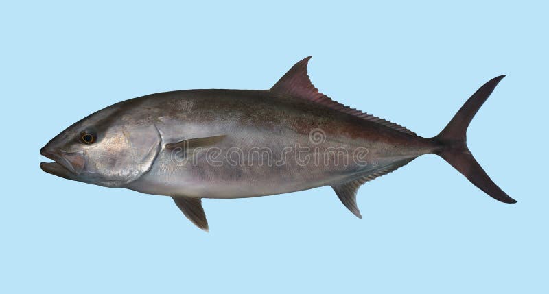 Retrato De La Pesca Del Medregal Imagen de archivo - Imagen de hilatura ...