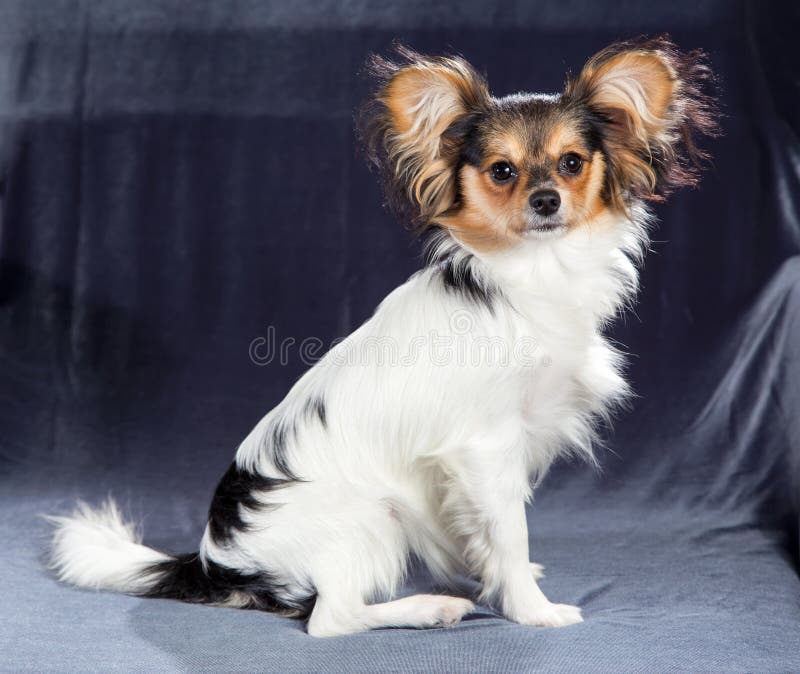 Retrato De La Raza Papillon Del Perro De Seis Meses Foto de archivo ...