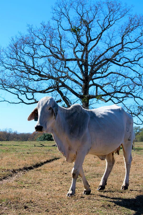 Retrato De La Vaca De Brahma Foto de archivo - Imagen de manada, campo ...