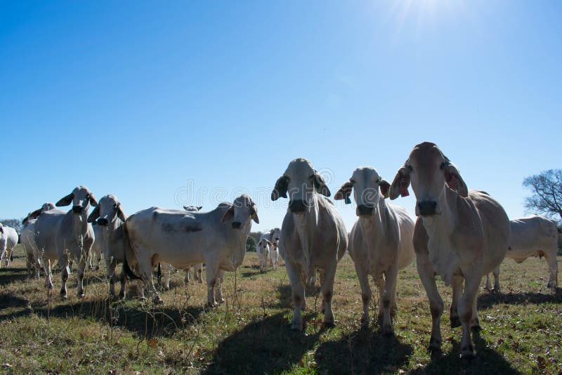 Retrato De La Vaca De Brahma Imagen de archivo - Imagen de animales ...