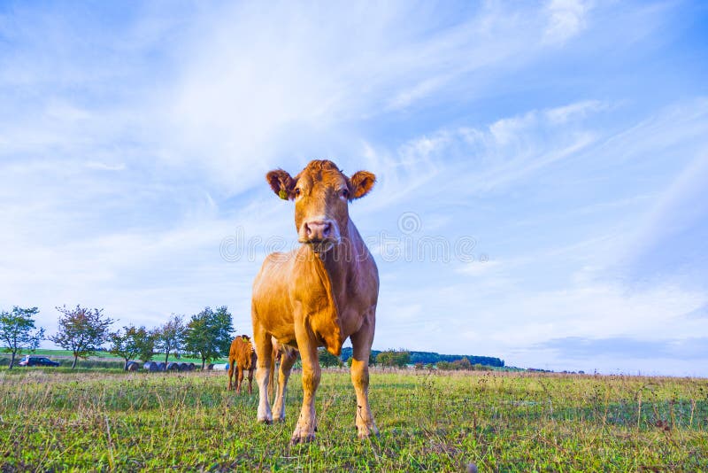 Retrato De La Vaca Marrón Agradable Foto de archivo - Imagen de mirando ...