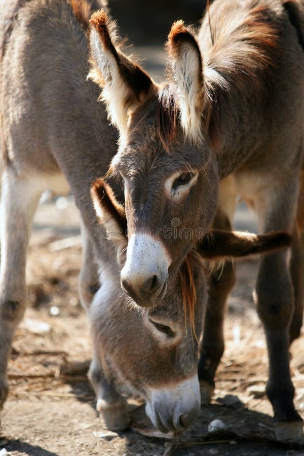 243 Boca De Los Burros Fotos de stock - Fotos libres de regalías de ...