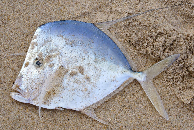 Retrato De Prata Dos Peixes Da Cor Imagem de Stock - Imagem de terra ...