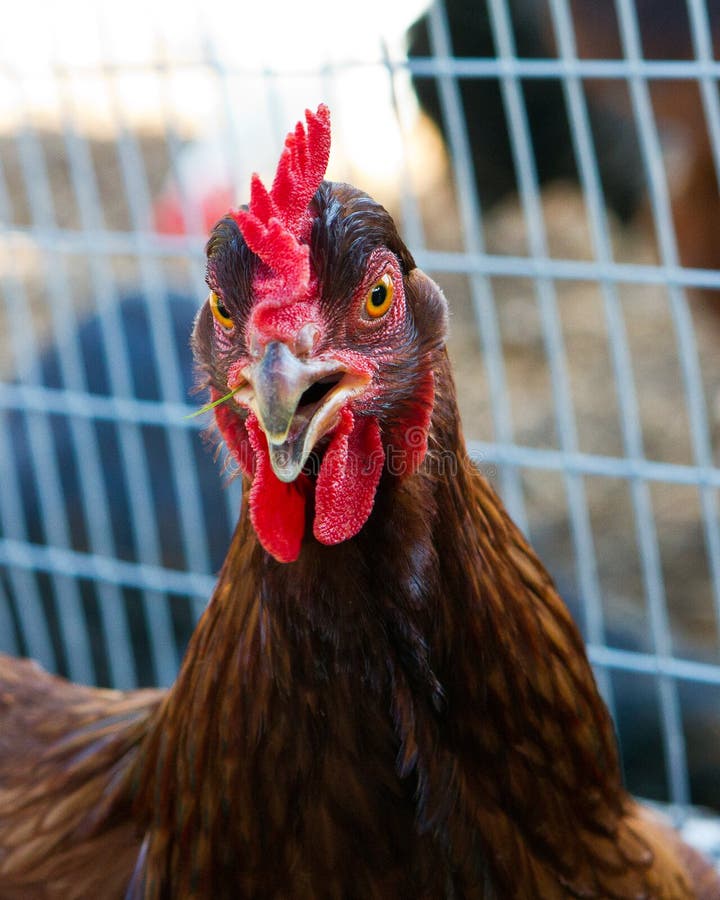 Retrato De Rhode Island Red Foto de Stock - Imagem de carne, console ...