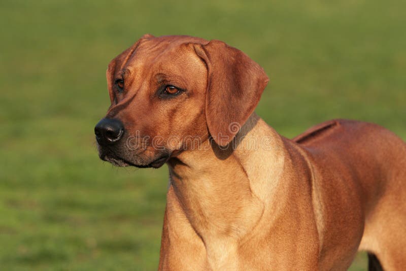 Retrato De Rhodesian Ridgeback Foto de archivo - Imagen de heridas ...