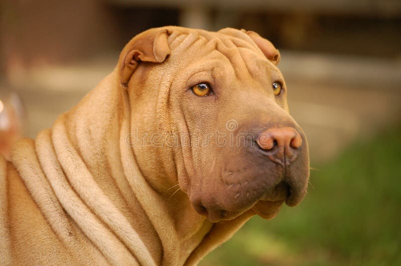 Funcionamiento Tradicional Del Sharpei Imagen de archivo - Imagen de ...