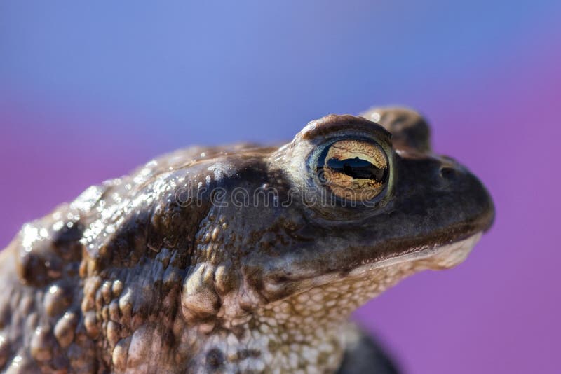 Retrato De Toads Con Fondo Azul Y Violeta Imagen de archivo - Imagen de ...