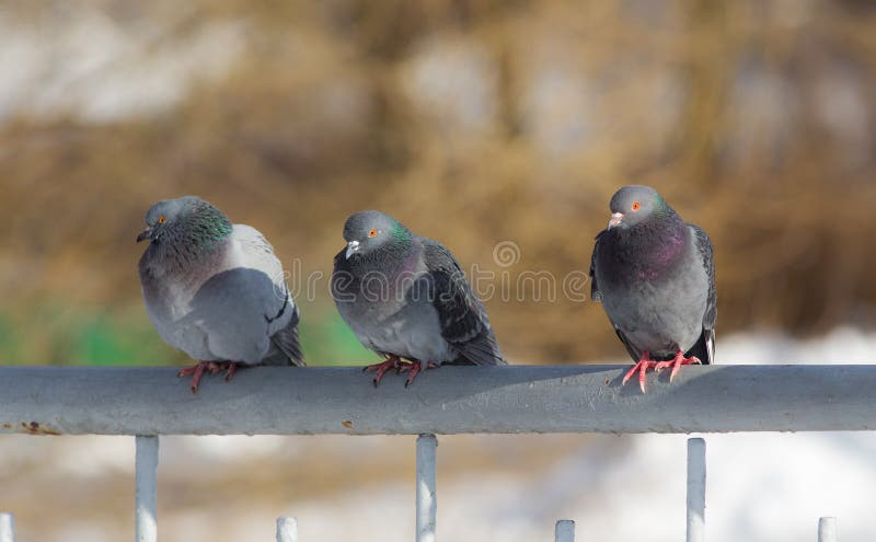 Tres Palomas Que Se Sientan En La Verja Imagen de archivo - Imagen de ...